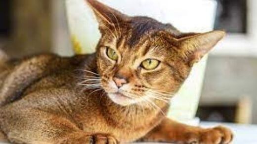 Abyssinian Cat Breed: Facts and Personality Traits
