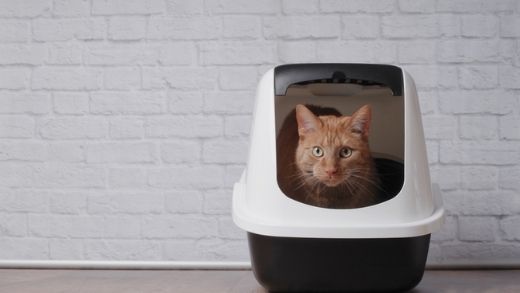 Blood in Cat Stool: Causes & Solutions