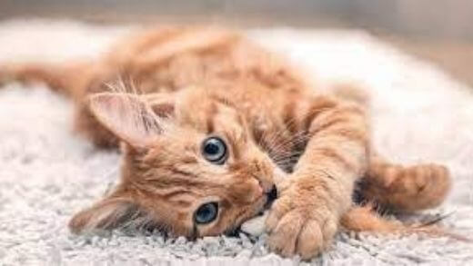 Cat Breeds: Full List from A to Z