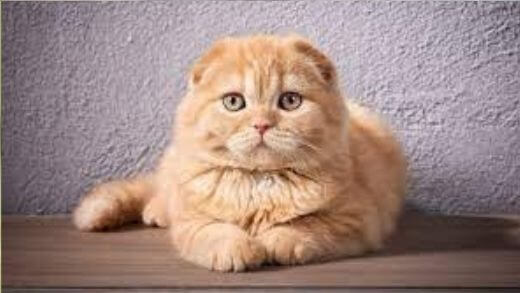 Highland Fold Cat Breed: Info, Facts and Traits