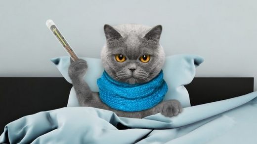 How to Tell if a Cat has a Fever?