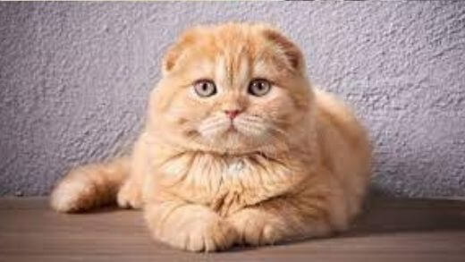 Scottish Fold Cat Breed: Facts, Information & Traits