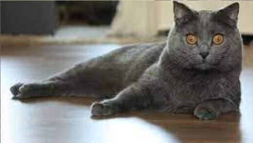 Chartreux Cat Breed: Character, Info Facts & Traits