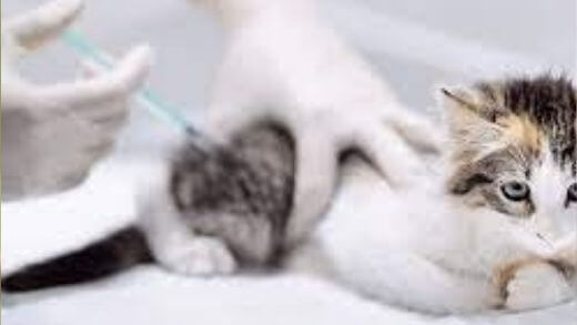 Kitten Vaccine Schedule: Importants to Know