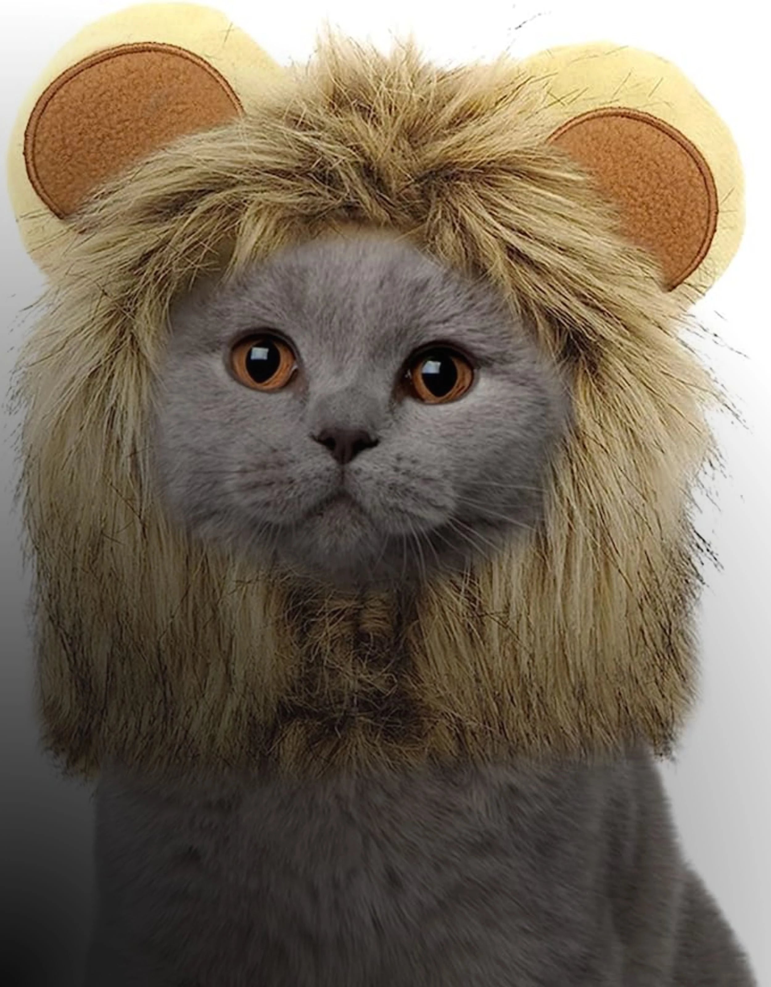 Hat for Cats – Meowden®